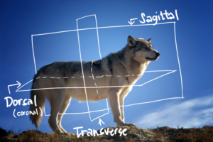 Difference Between Longitudinal and Transverse Sections
